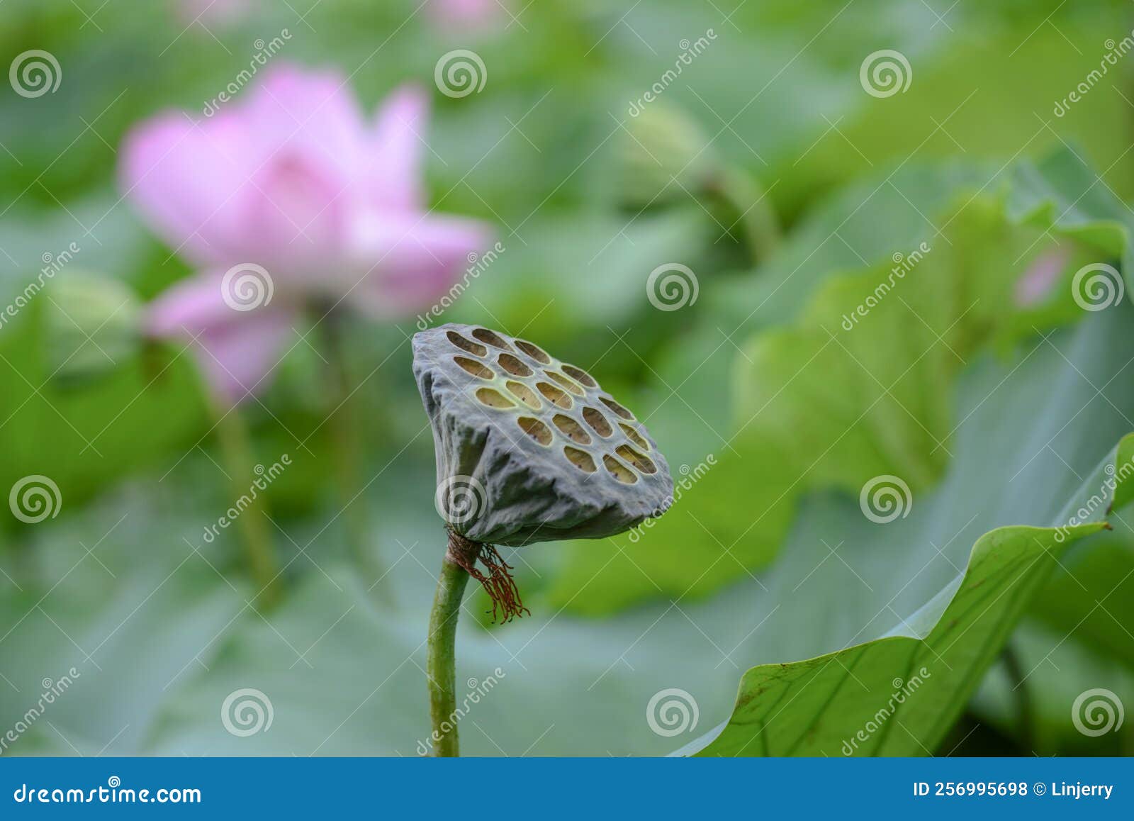 Seed cups of the lotus stock photo. Image of garden - 256995698