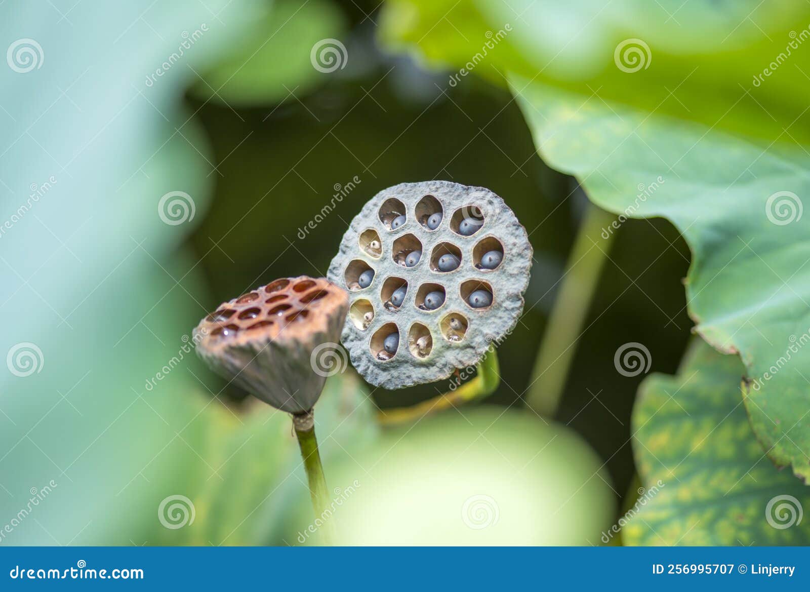 Seed cups of the lotus stock image. Image of flora, fruit - 256995707