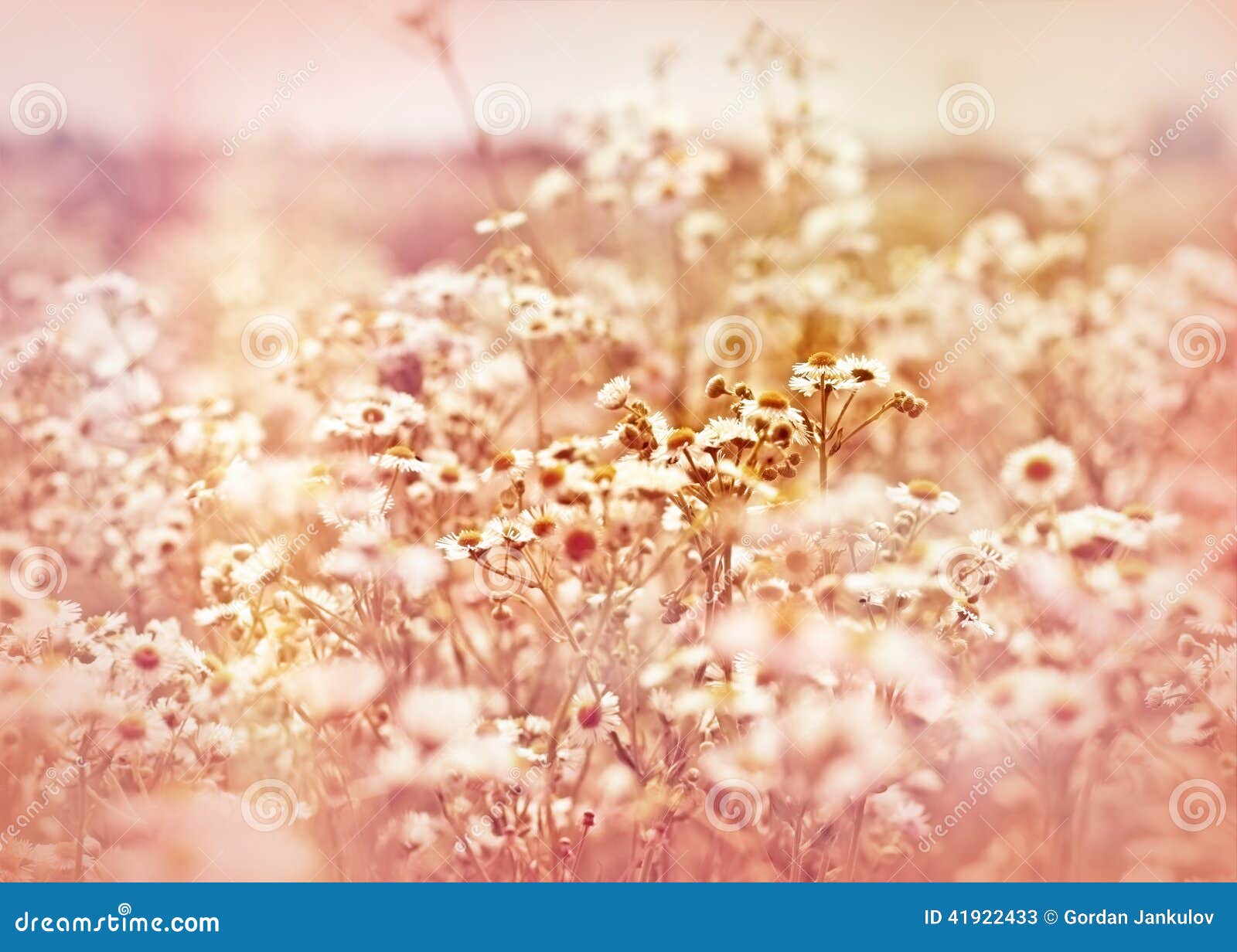 Soft focus on meadow daisy stock image. Image of pistil - 41922433