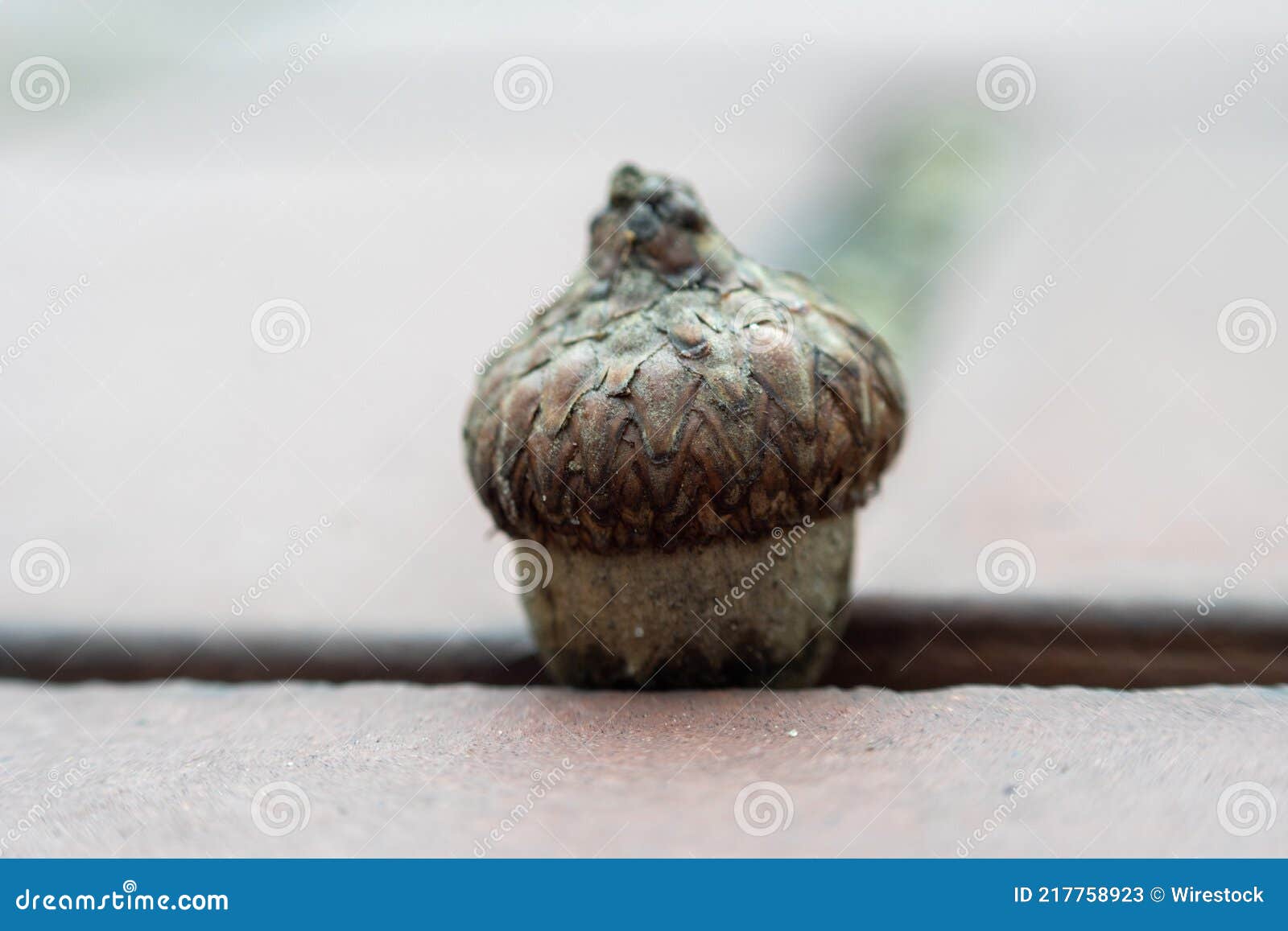 Soft Focus of a N Old Acorn Stuck between a Crack Stock Image - Image ...
