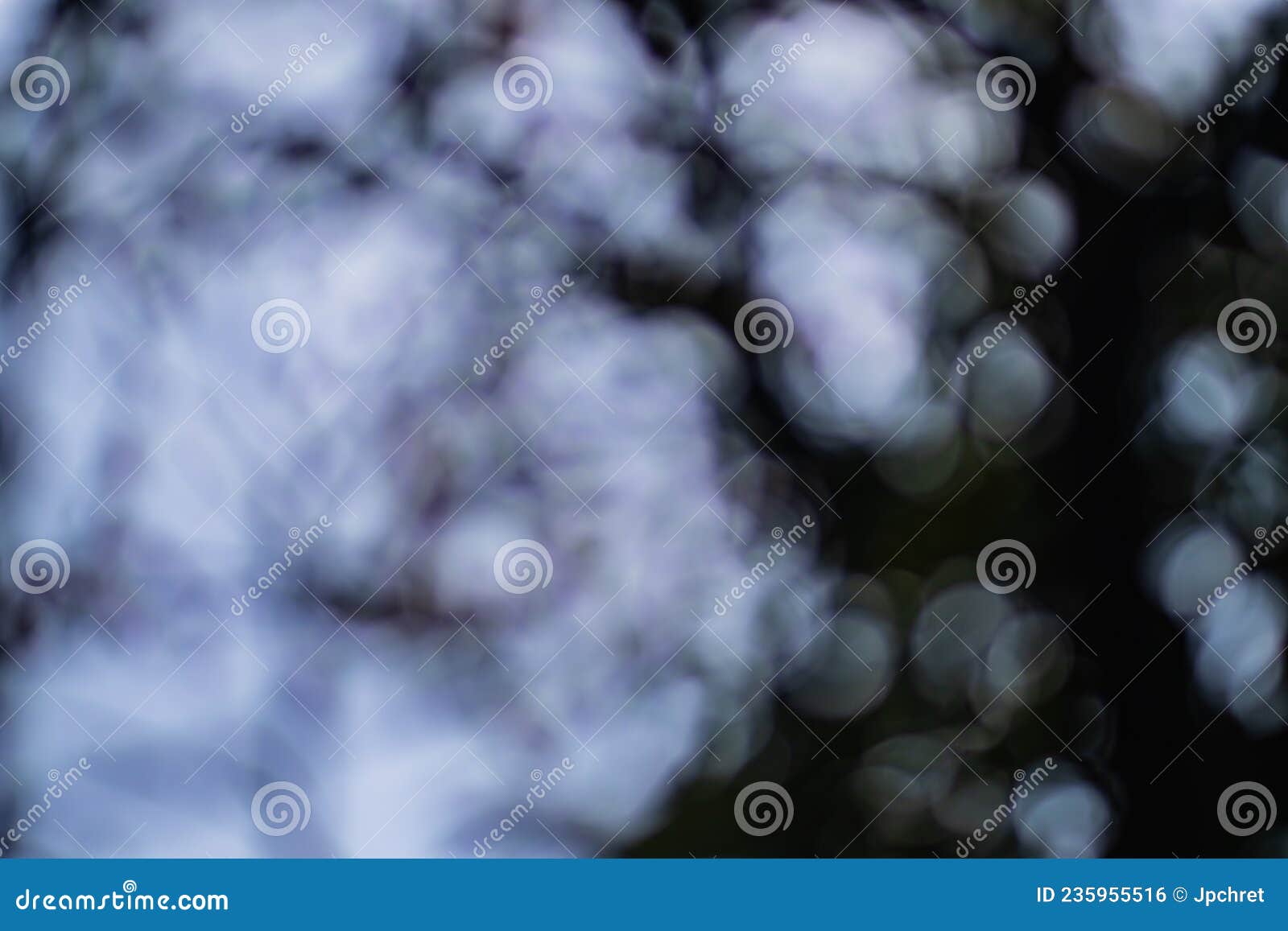 Soft Focus in Nature with Leaves and Tree Branches Stock Photo - Image ...