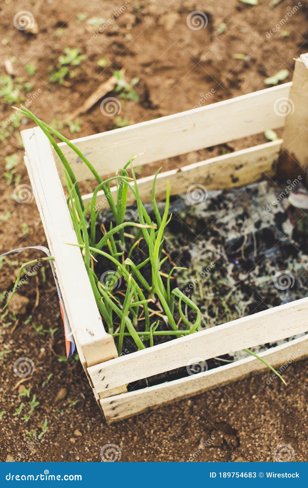 Soft Focus of Onion Seedlings in a Crate Ready To Be Transplanted in ...