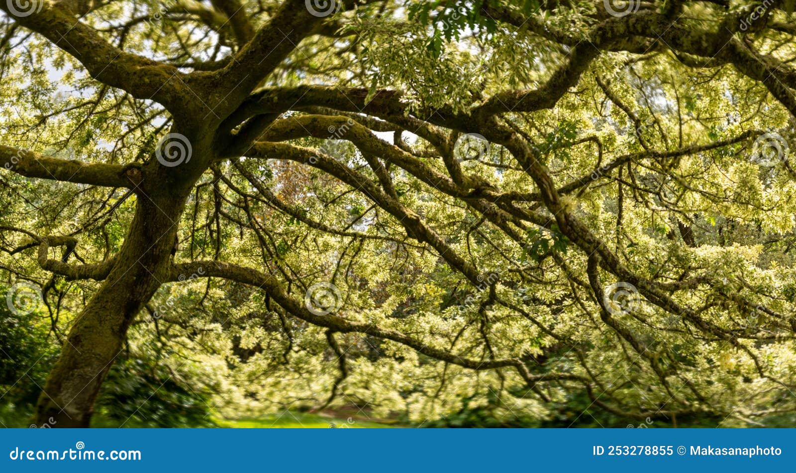 Soft Focus Panorama View of an Old Variegated Oak with Many Branches ...