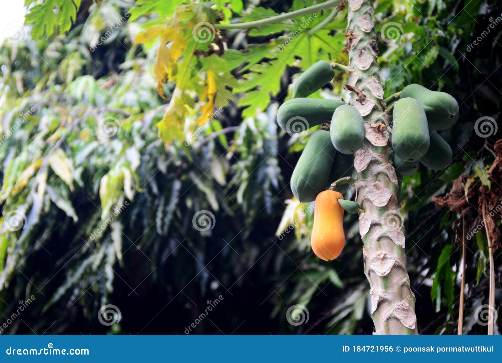 Soft Focus of the Papaya Tree with Fruits Stock Photo - Image of ...