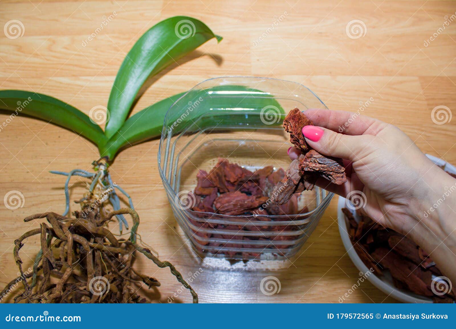 Soft Focus. Pine Bark for Planting Orchids Stock Image - Image of ...