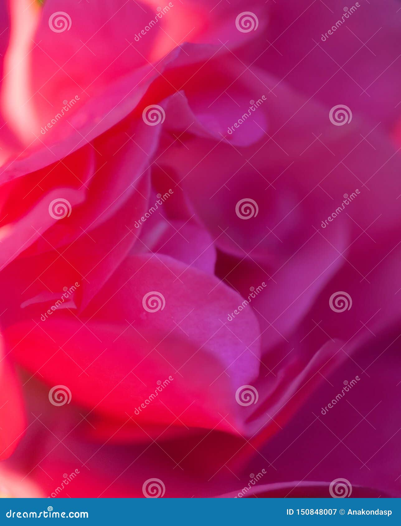 Soft Focus Pink Rose Background. Close Up Stock Image - Image of ...
