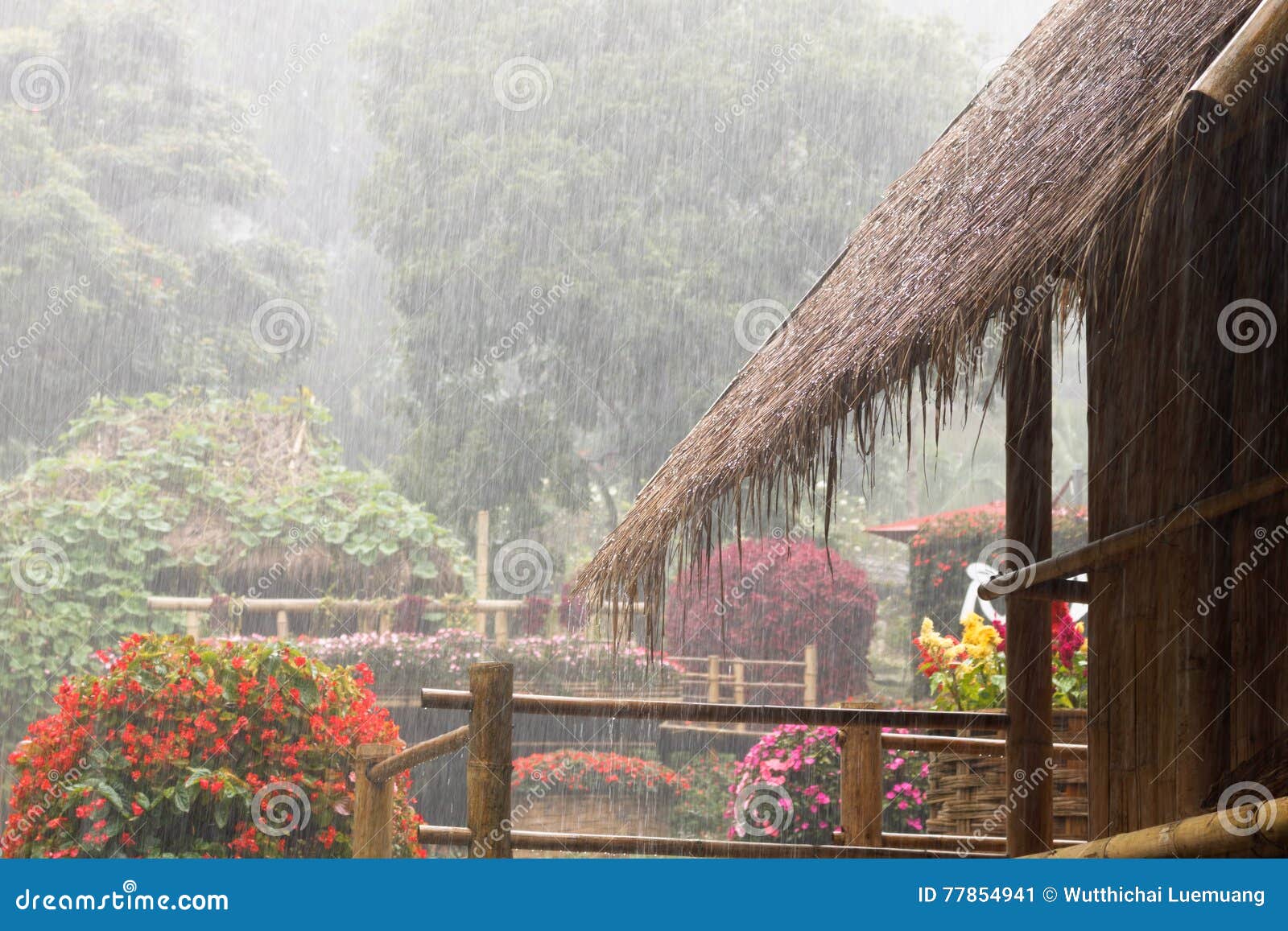 Soft Focus,rain Drop Falling from the Straw Roof Stock Image - Image of ...