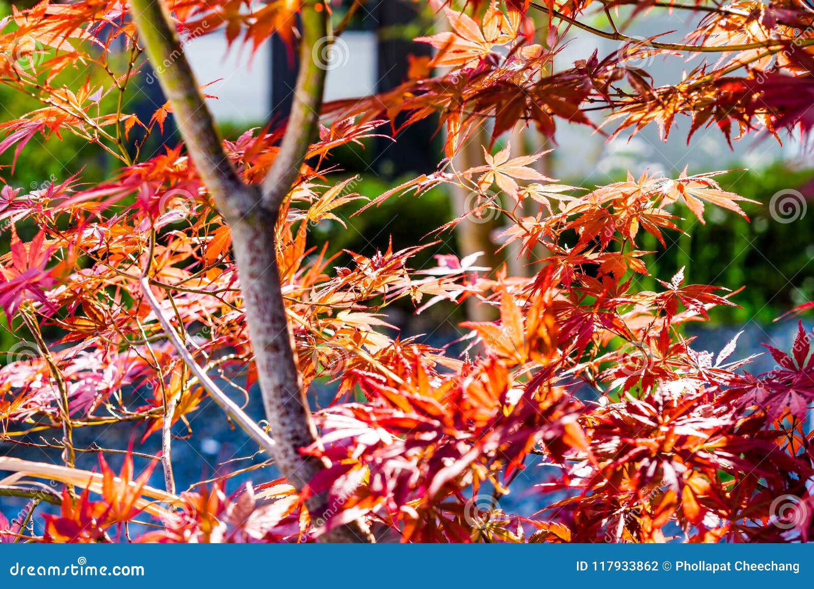 Soft Focus of Red Acer Palmatum Maple Leaves in Japan Stock Photo ...