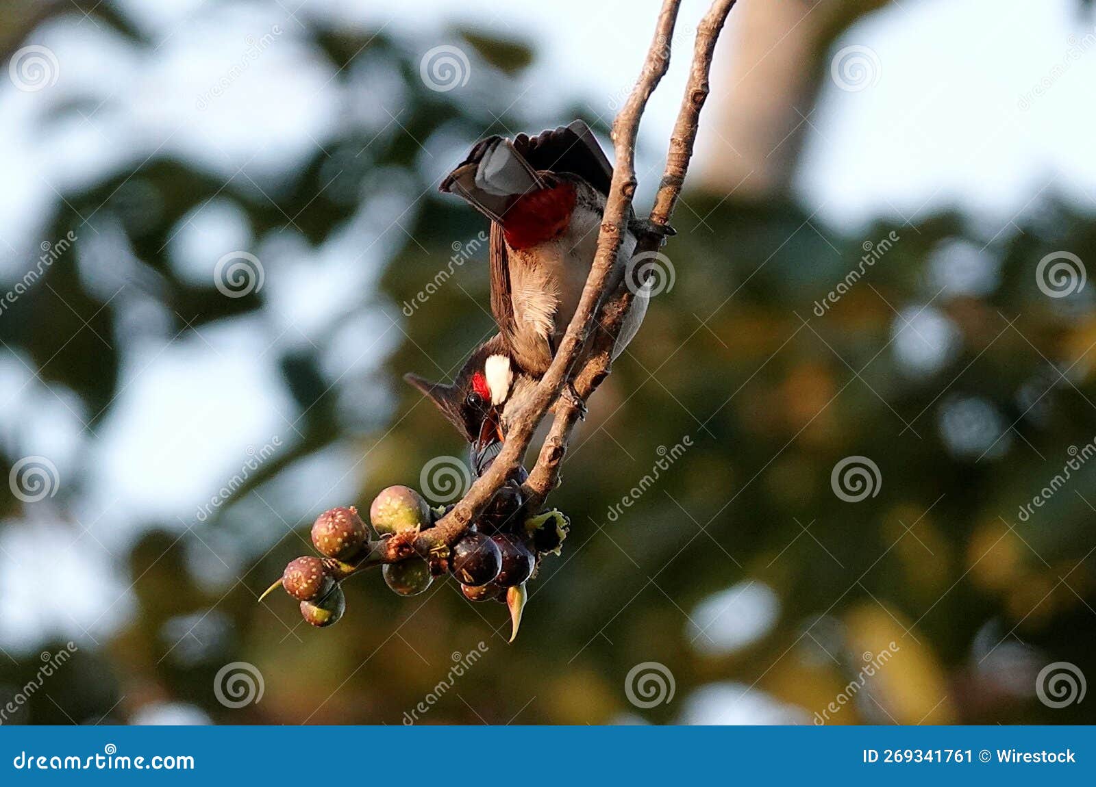 Soft Focus of a Red Whiskered Bulbul Bird Eating Berries on a Tree ...