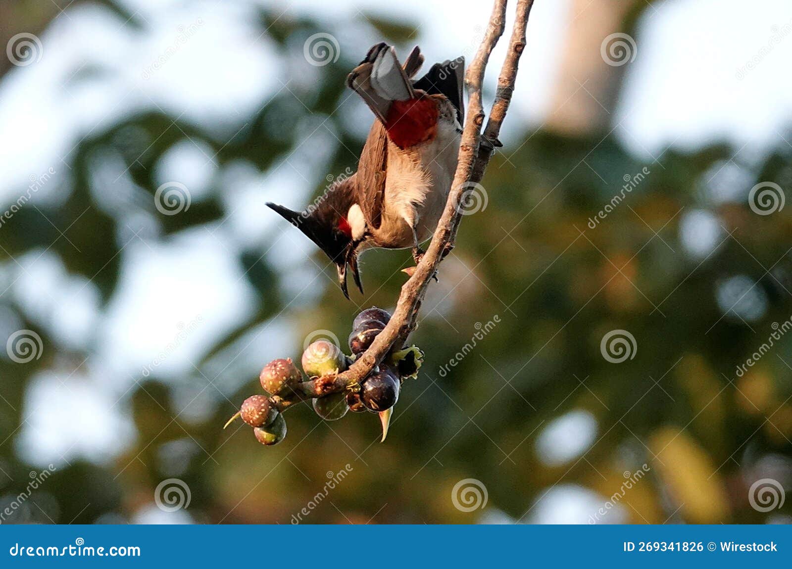 Soft Focus of a Red Whiskered Bulbul Bird Eating Berries on a Tree ...