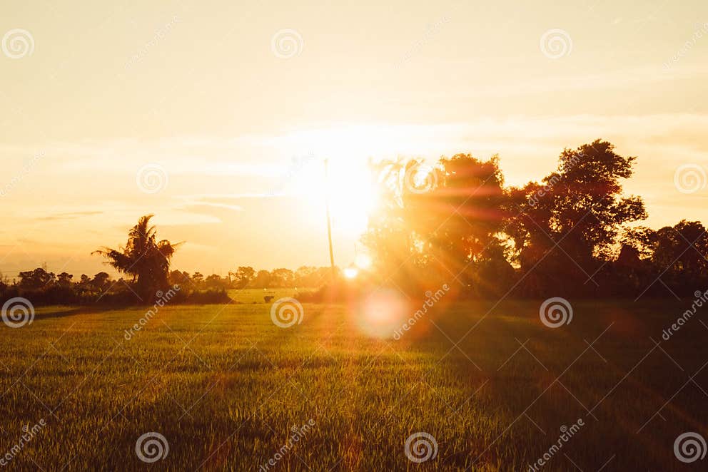 Soft Focus Rice Field and Sky Background at Sunset Time with Sun Rays ...