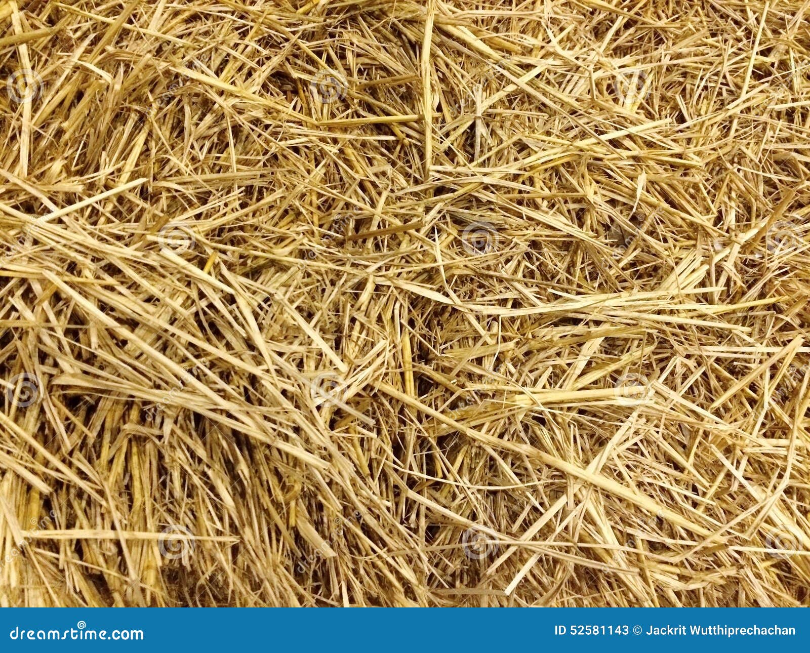 Rice Straw Soil Mulching To Prevent Weed Germinate And Keep Moisture ...