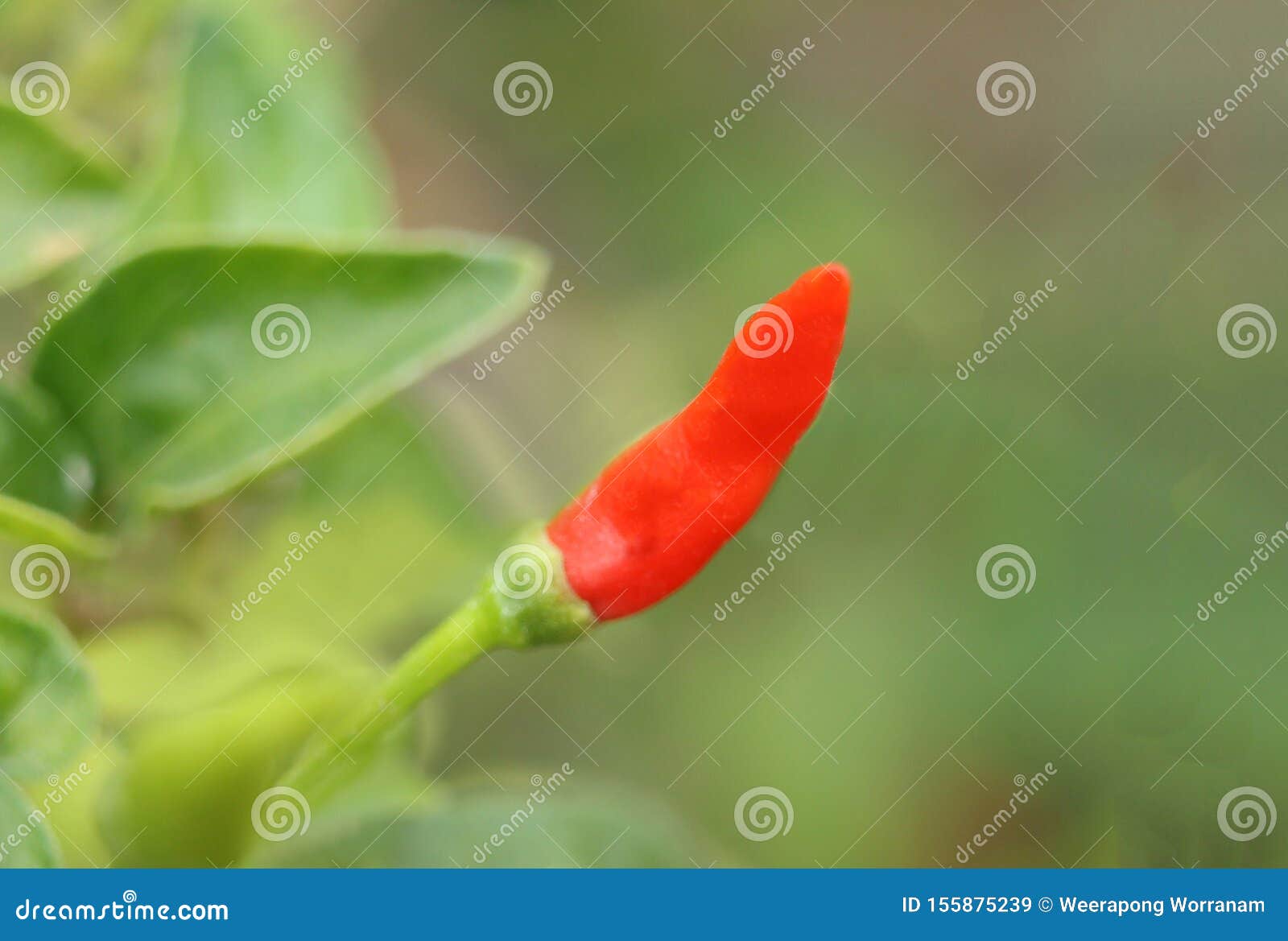 The Soft Focus Ripe of Chili, Chili, Seed in the Plant Field Stock ...