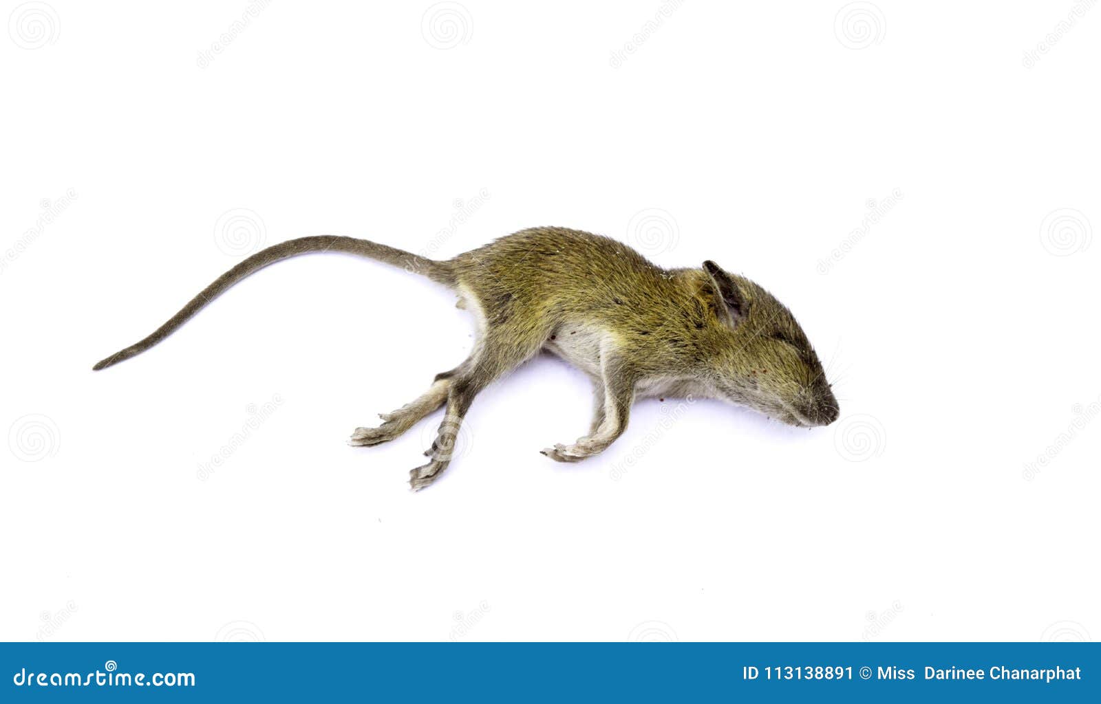 Soft Focus, Small Rat Poisoned. Stock Image - Image of nature, dust ...