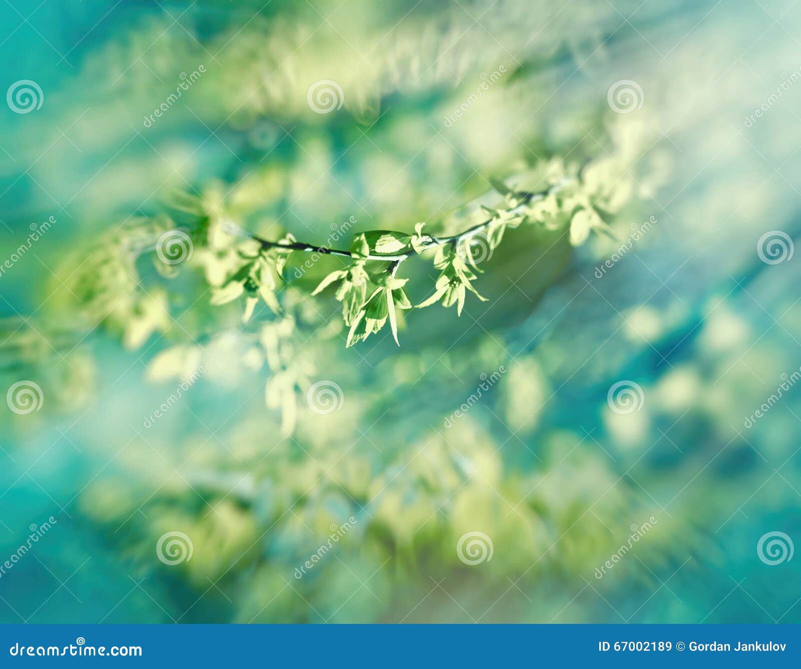 Soft Focus on Spring Leaves Lit by Strong Sun Rays Stock Image - Image ...