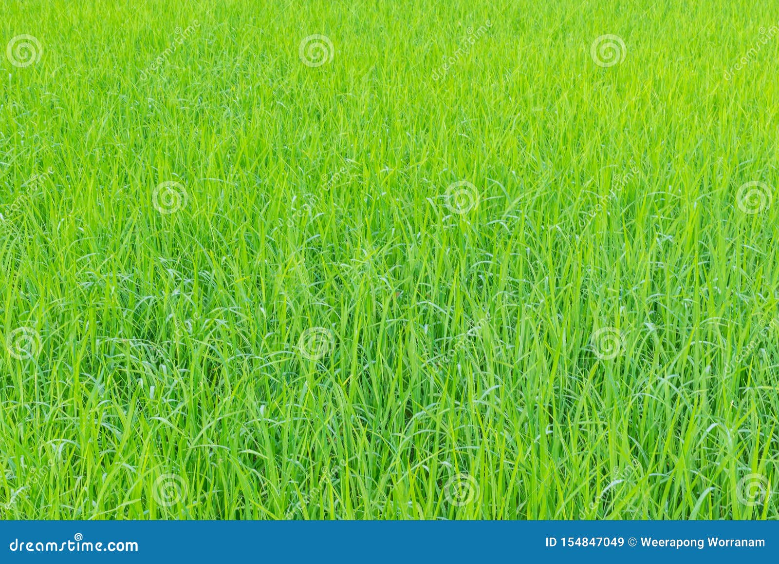 The Soft Focus Surface Texture of Green Paddy Field, Paddy Leaf Pattern ...