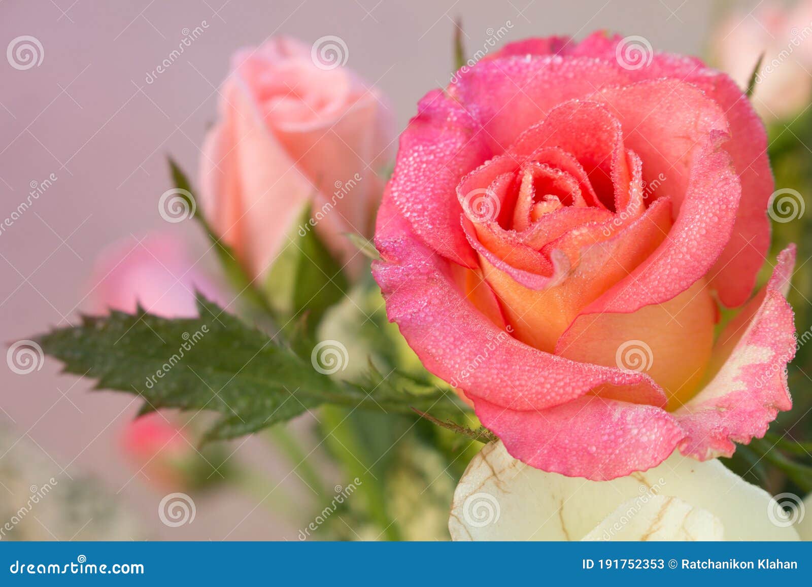 Soft Focus of Sweet Rose for Valentine Background Stock Image - Image ...