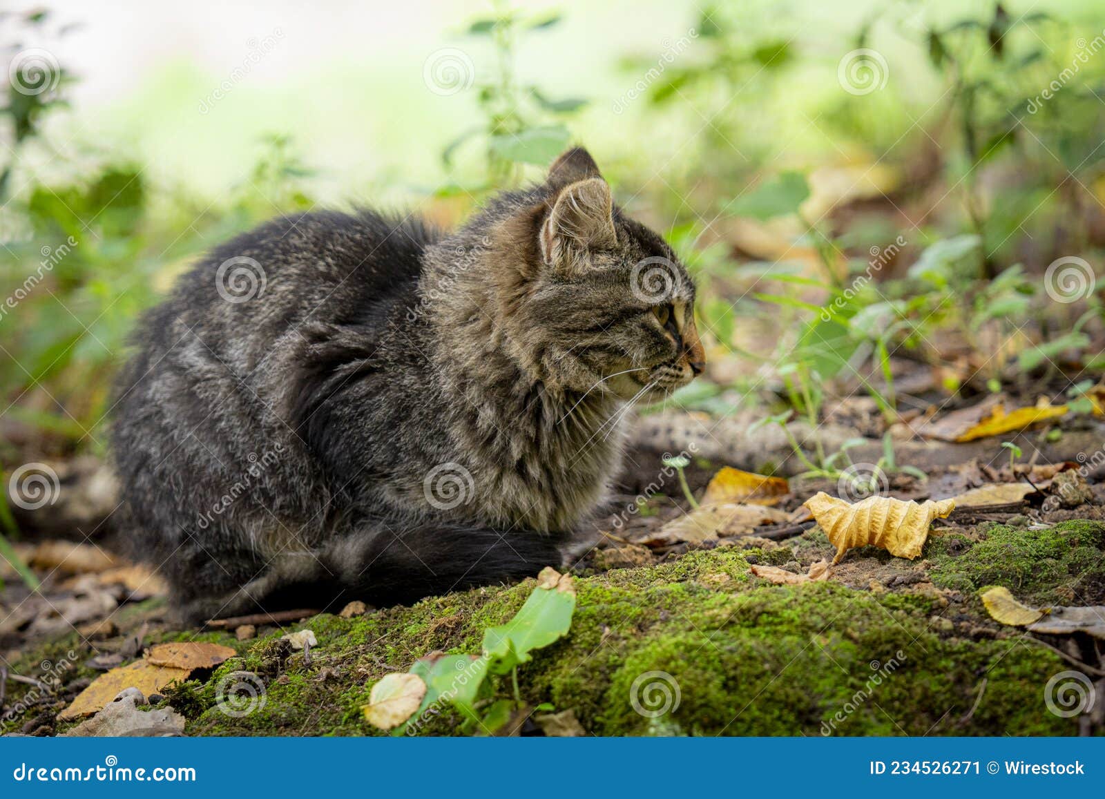 Soft Focus of a Tabby Cat Sitting at a Garden Surrounded with Moss ...