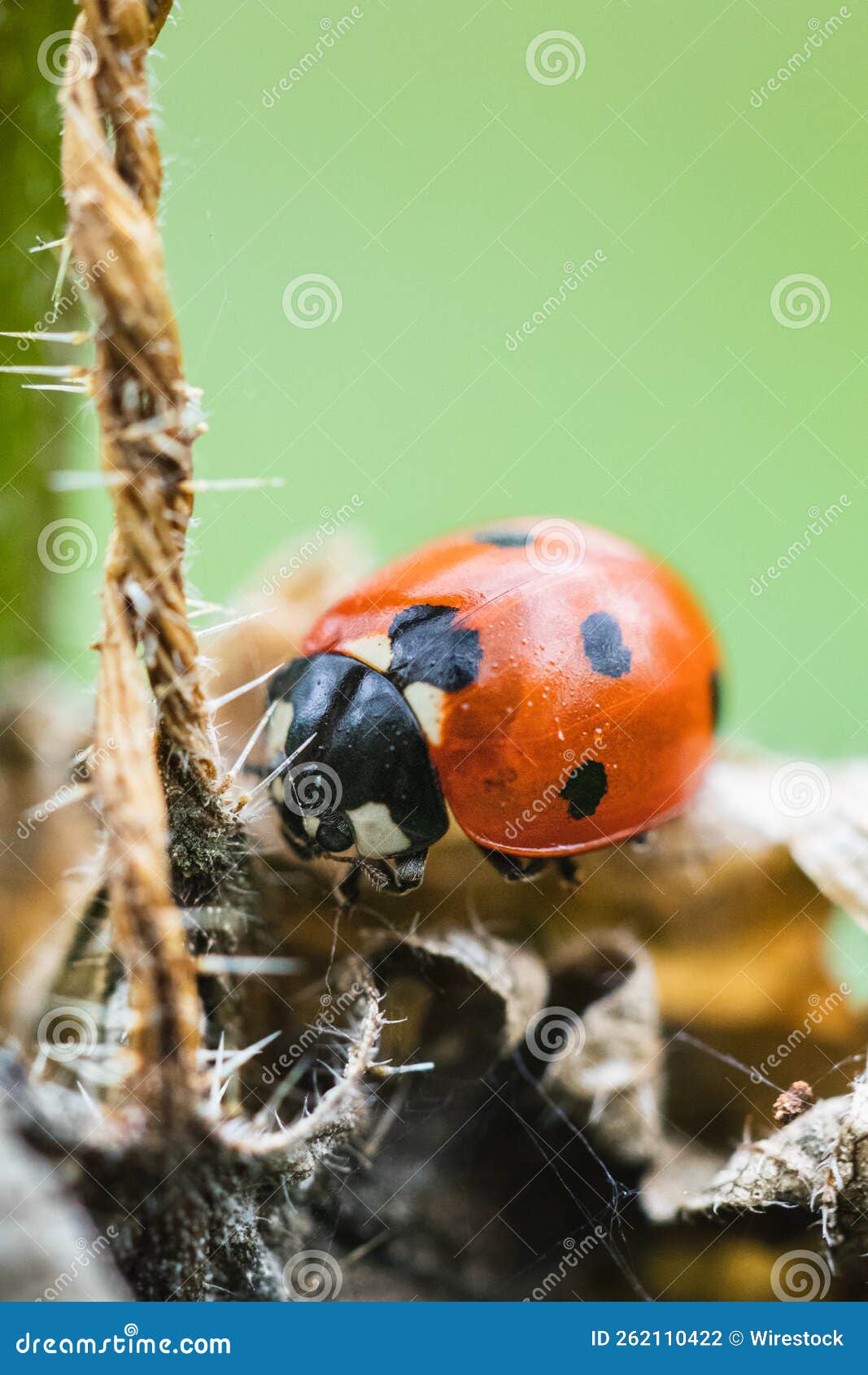 Tiny Red Ladybug Or Ladybird, Bright Beetle Insect In A Green Tree ...