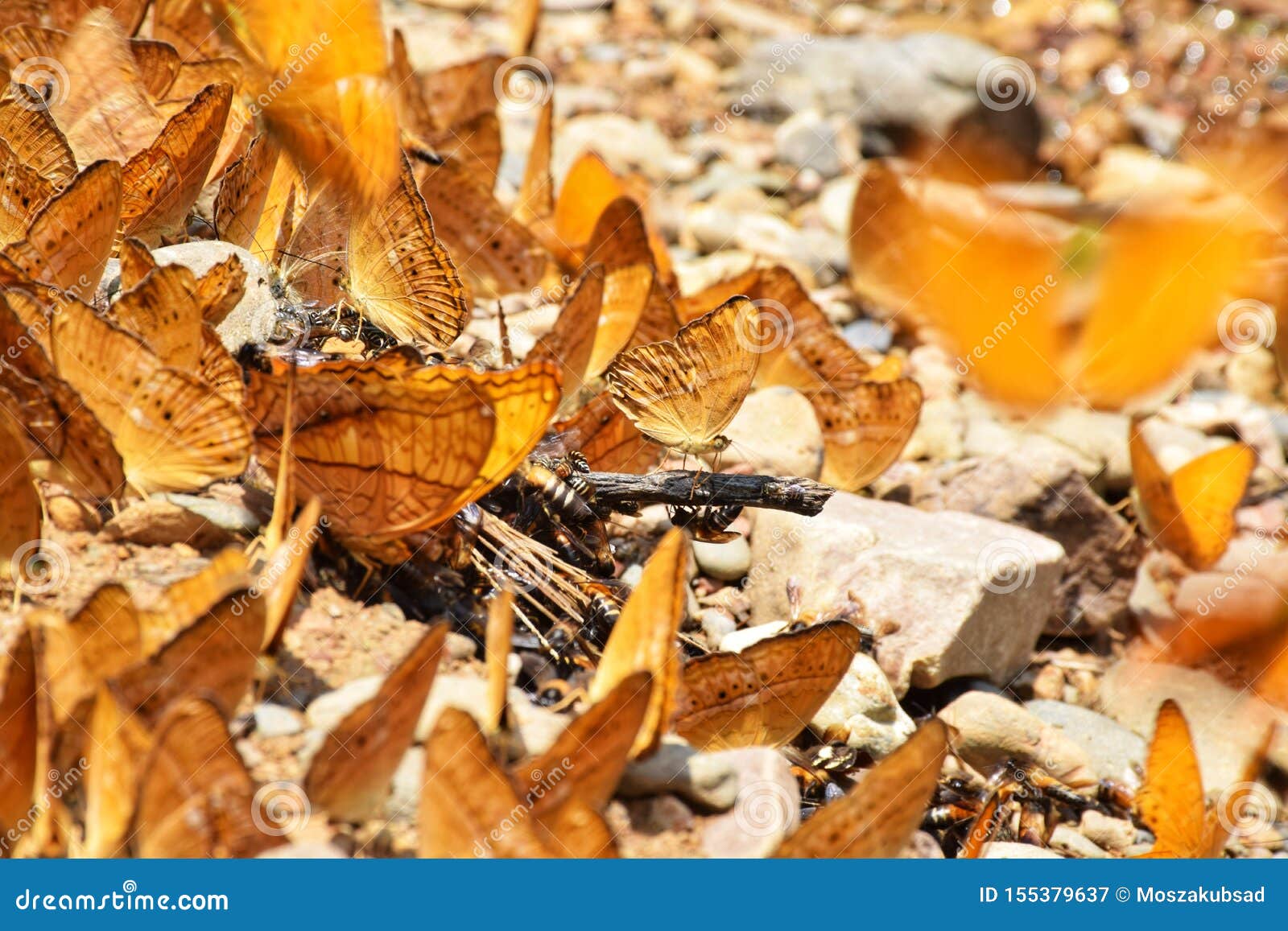 Soft Focus To Spotted Rustic the Common Leopard Stock Image - Image of ...