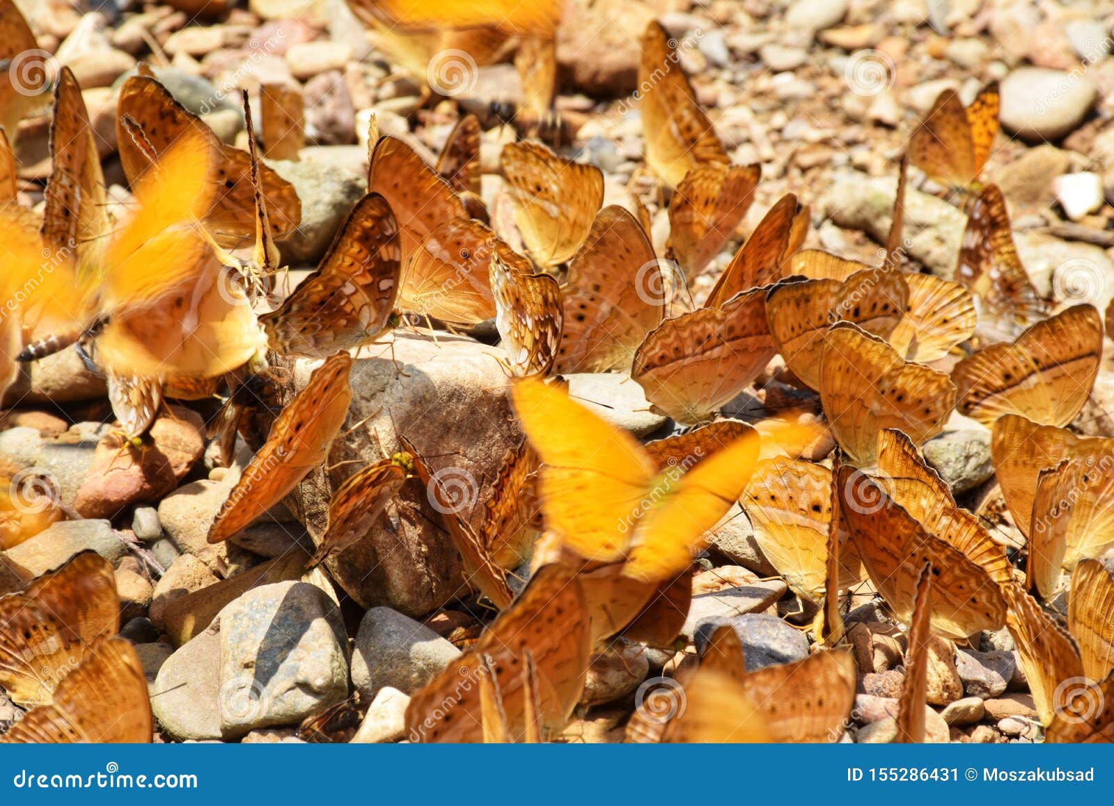 Soft Focus To Spotted Rustic the Common Leopard Stock Image - Image of ...