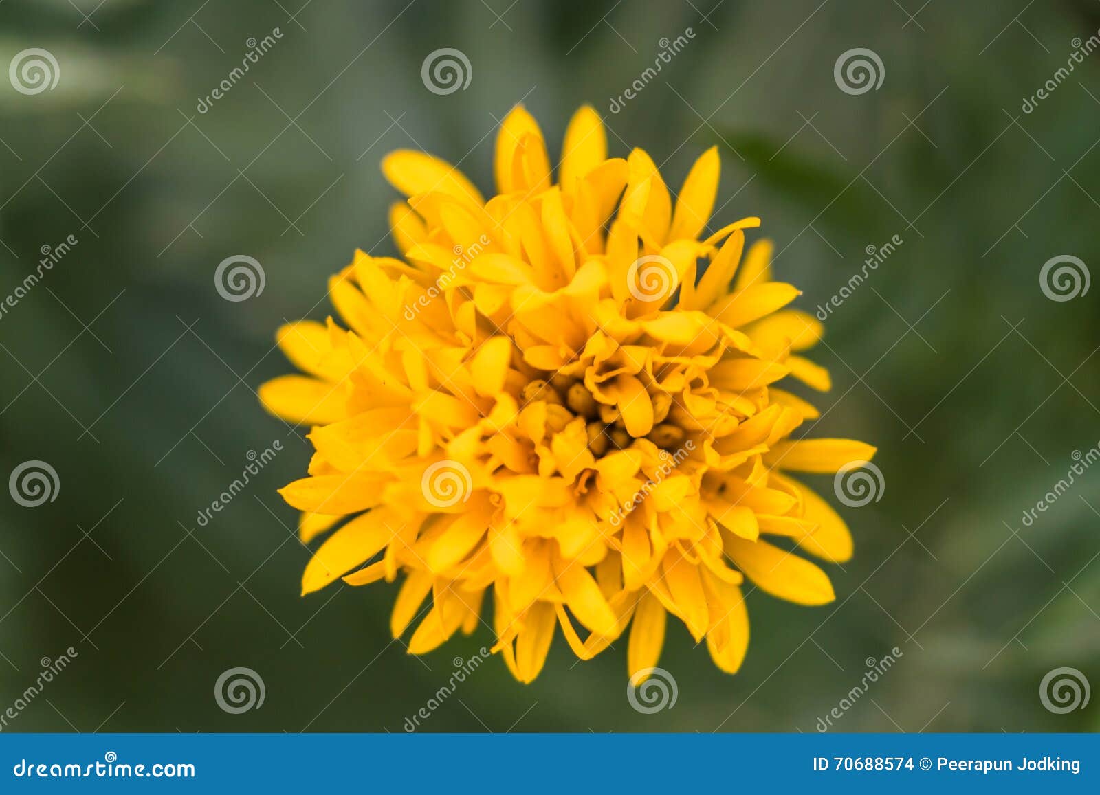 Soft Focus Top View of Marigold Flowers Stock Photo - Image of natural ...