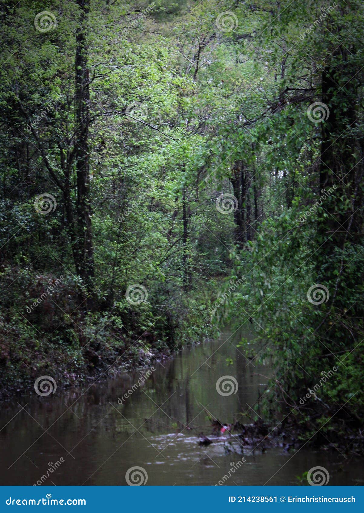 Soft Focus Tree Trunks Reflected on Still Water Stock Image - Image of ...