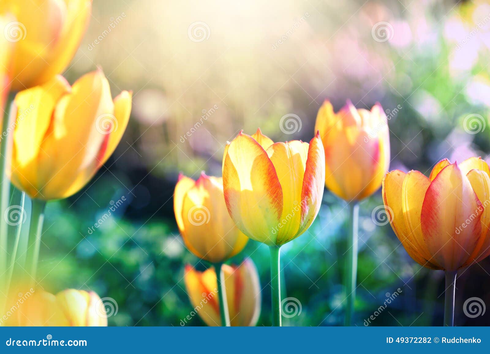 Soft Focus Tulips Flower in Bloom. Stock Photo - Image of tulips, petal ...