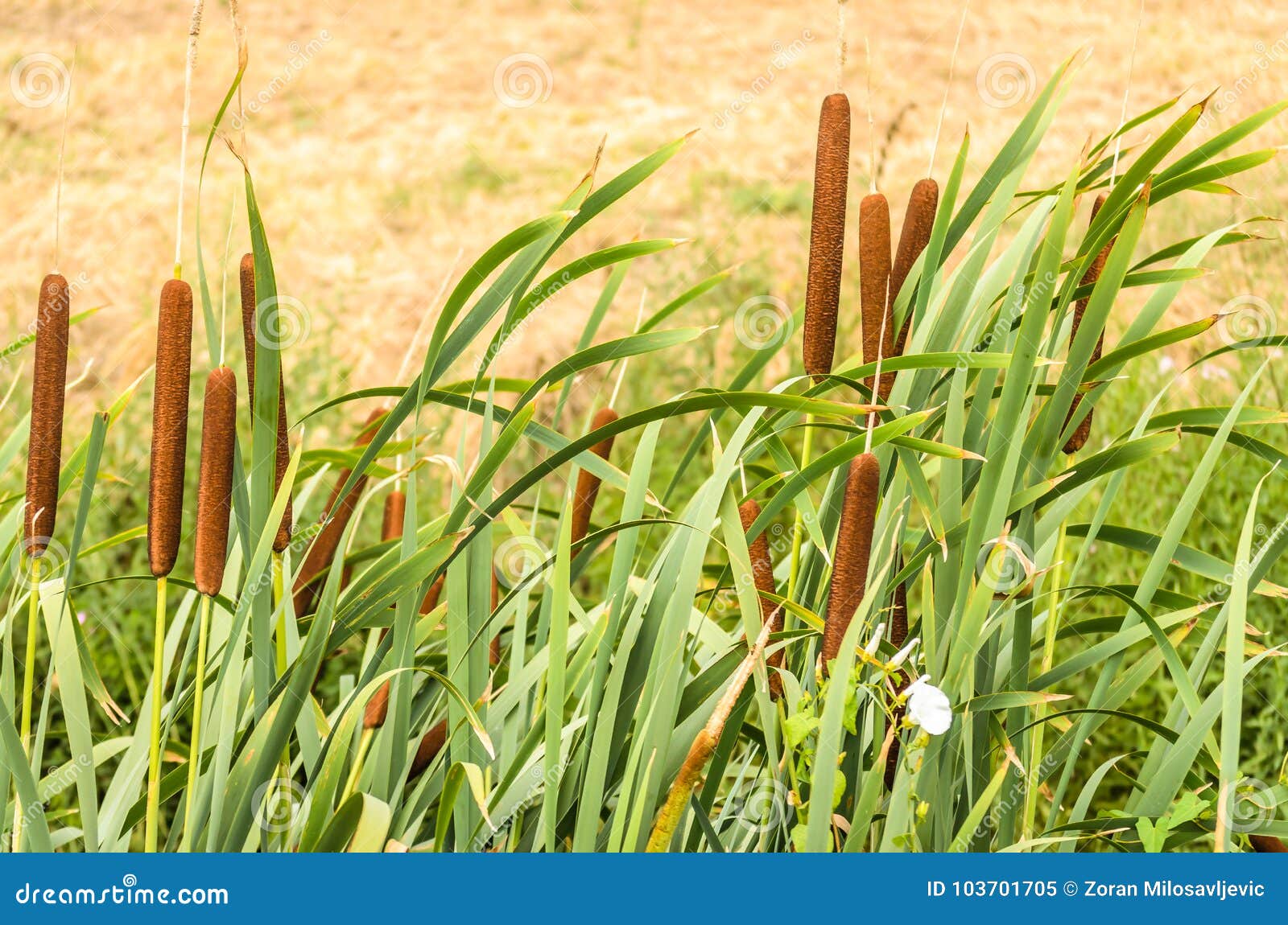 Soft Focus of Typha Flowering Plants Stock Image - Image of corn, rice: 103701705
