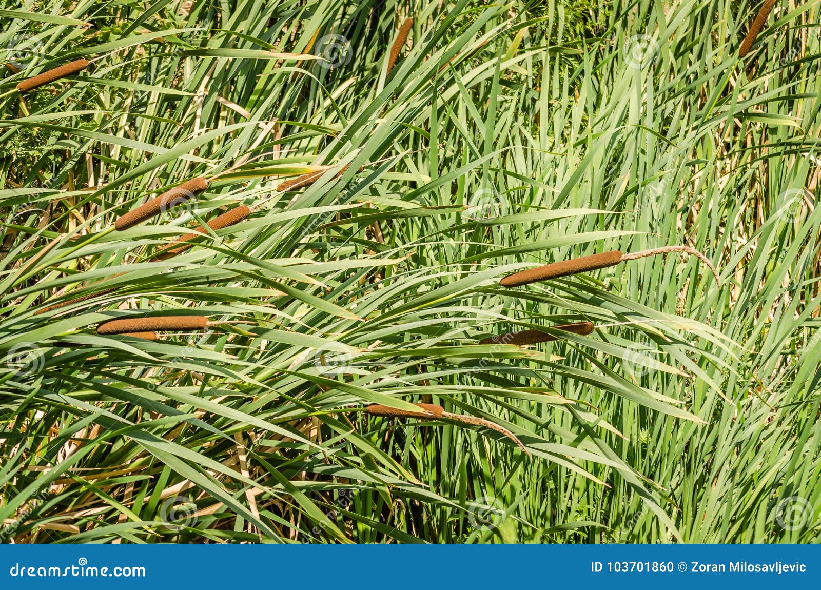 Soft Focus of Typha Flowering Plants Stock Photo - Image of paddy ...