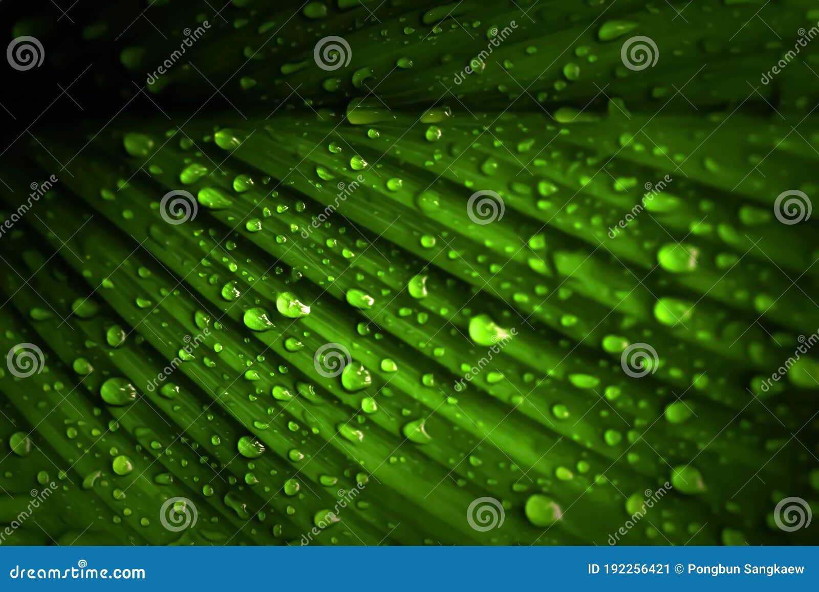 Focus Of Two Water Droplets On Daisy Flower Petals Stock Image ...