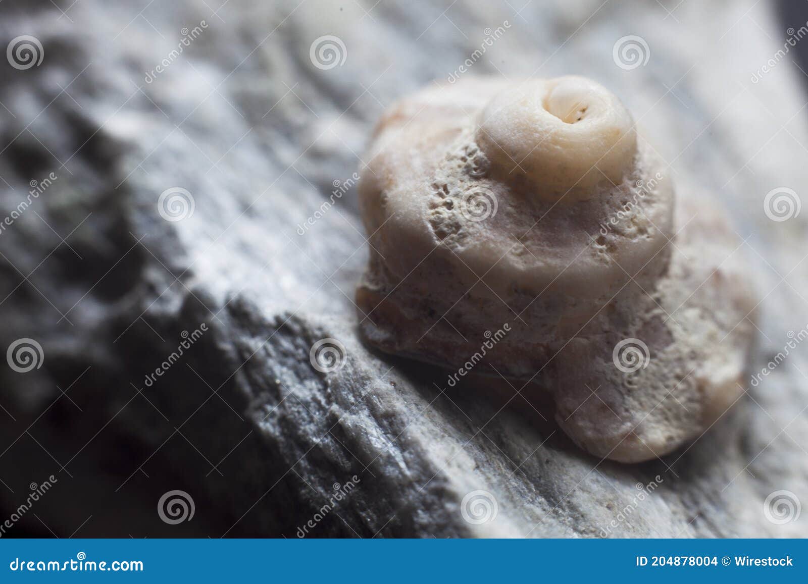 Soft Focus of a Worn-out Conch Shell on a Rock Stock Photo - Image of ...