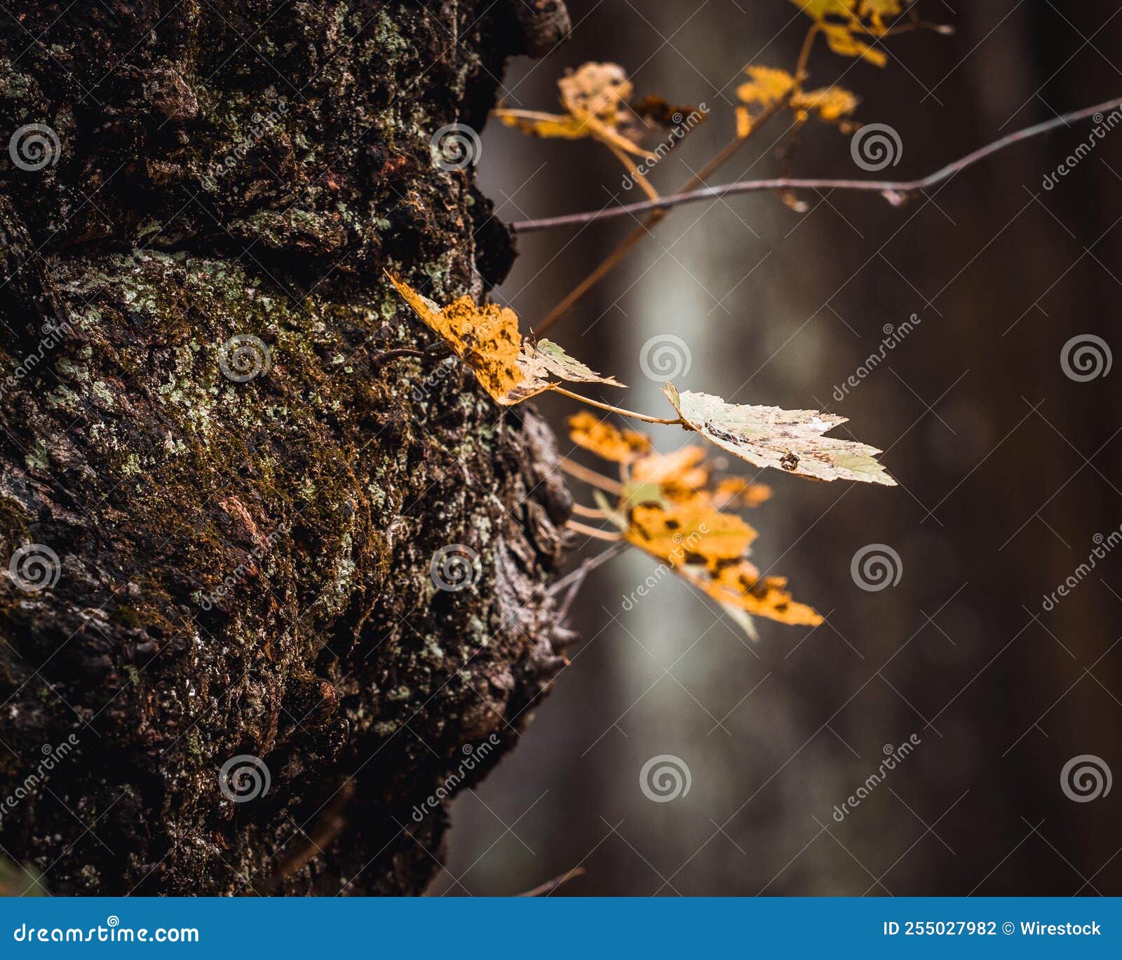 Soft Focus of Yellow Autumn Leaves on Tree Twigs Stock Photo - Image of ...