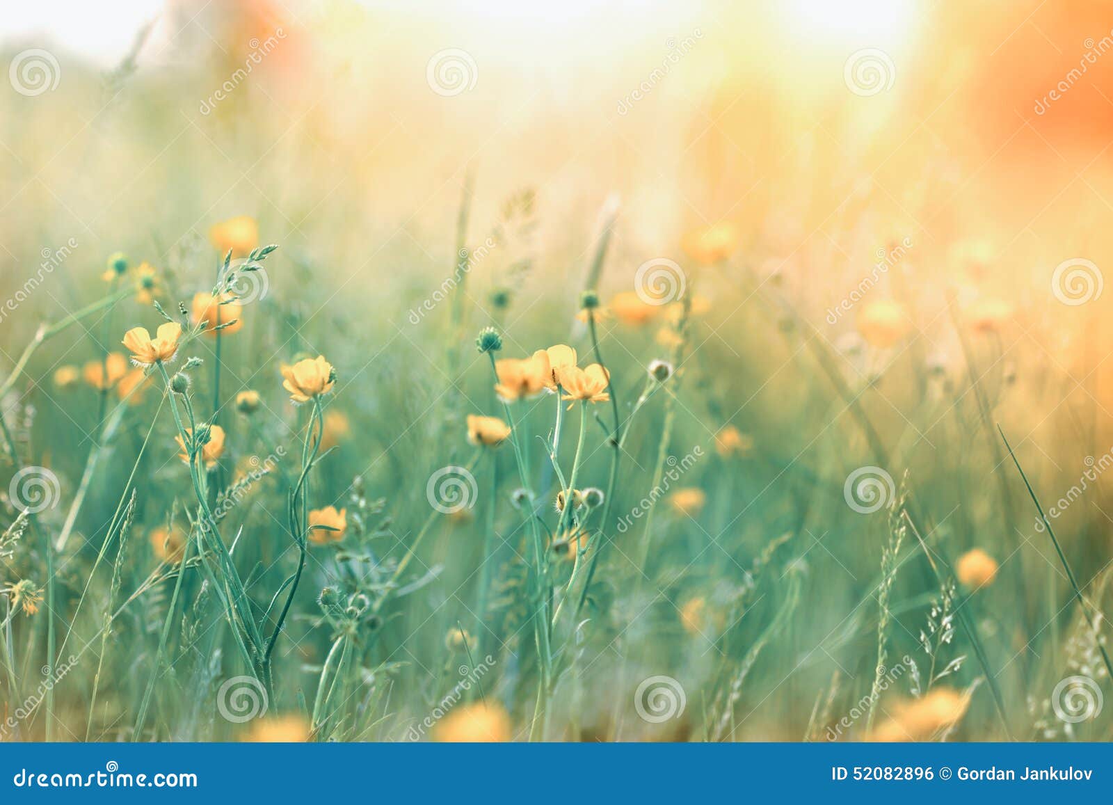 Soft Focus on Yellow Flowers Stock Photo - Image of grass, outdoors ...