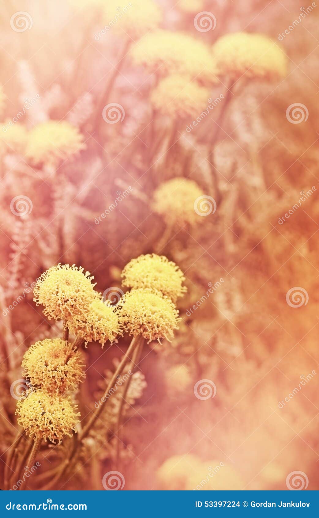 Soft Focus on Yellow Flowers Stock Photo - Image of bloom, focus: 53397224