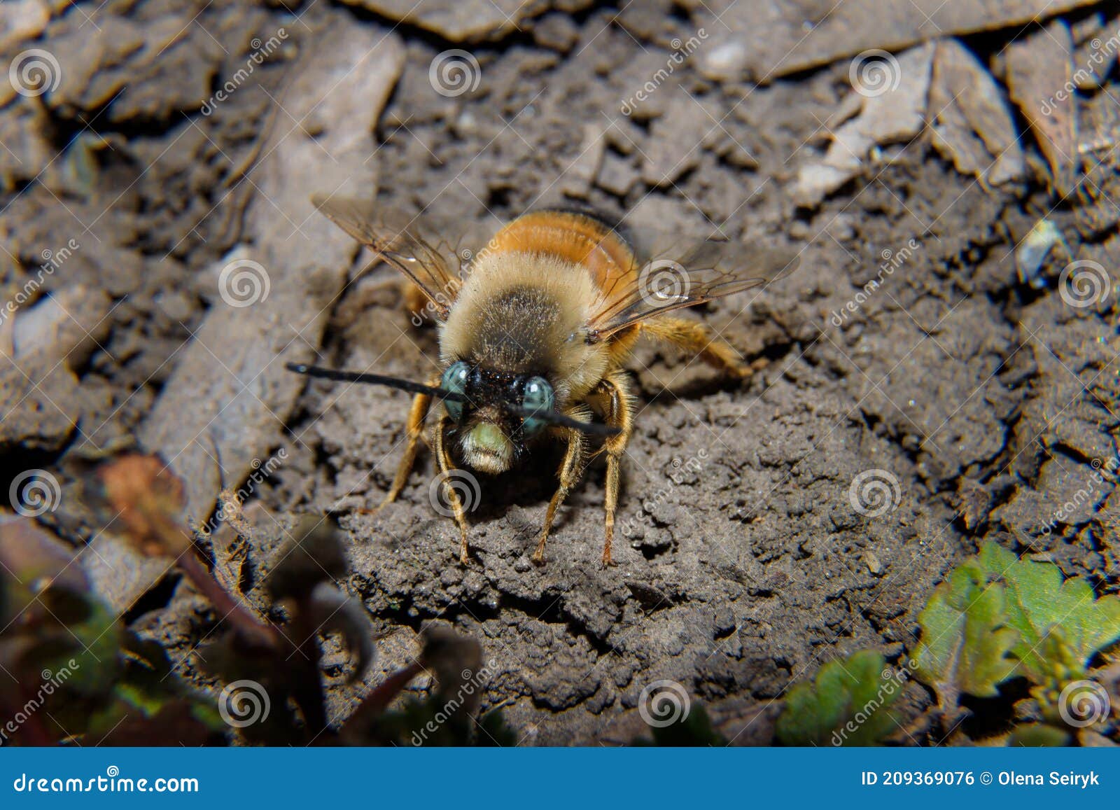Soft Focused Macro Shot of Bumblebee with Green Eyes. Insects Life ...