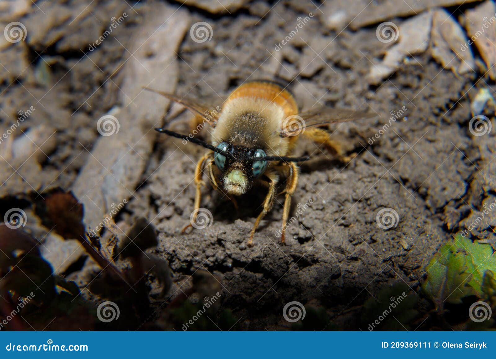 Soft Focused Macro Shot of Bumblebee with Green Eyes. Insects Life ...