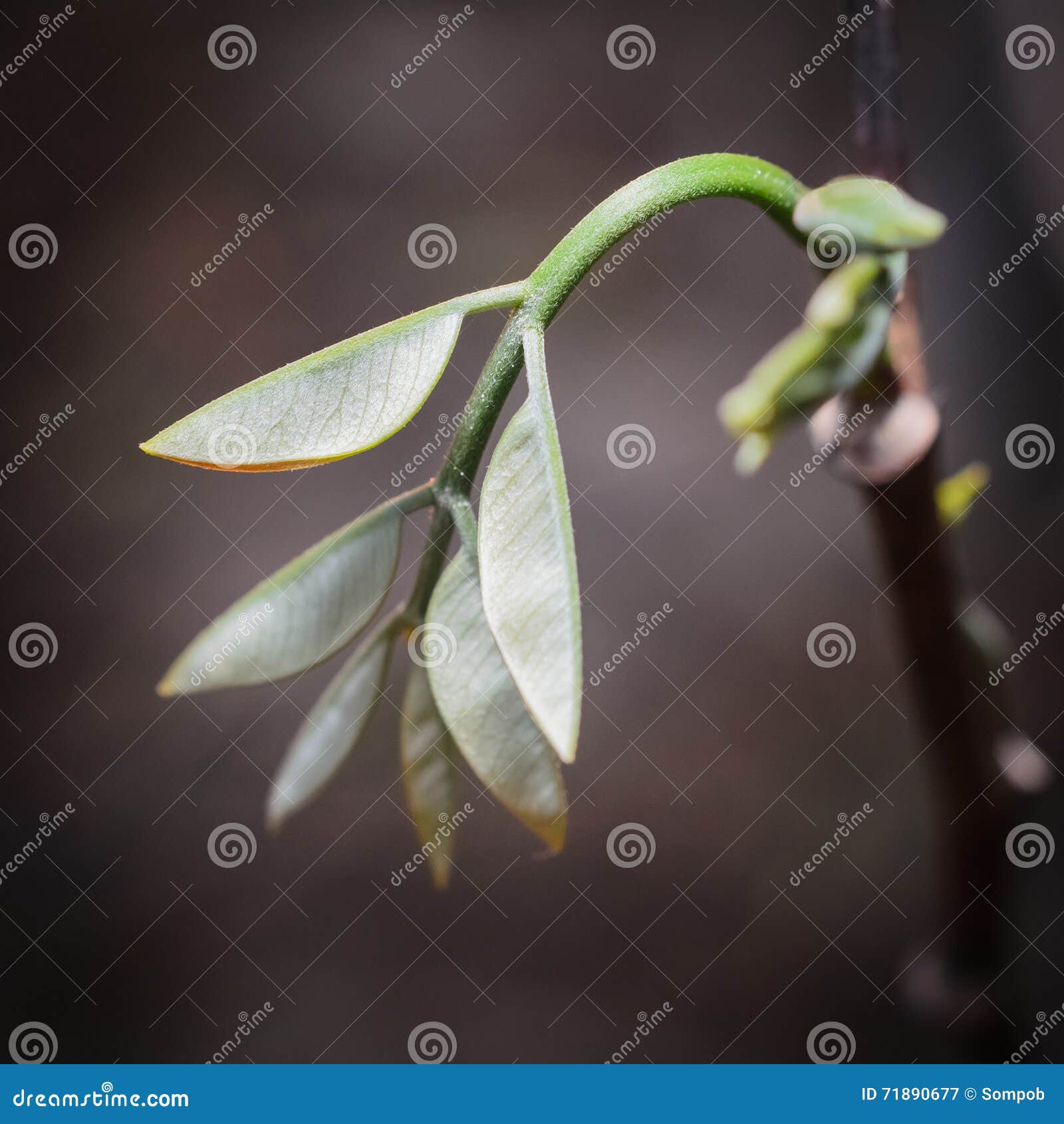 Soft foliage stock image. Image of growing, macro, green - 71890677