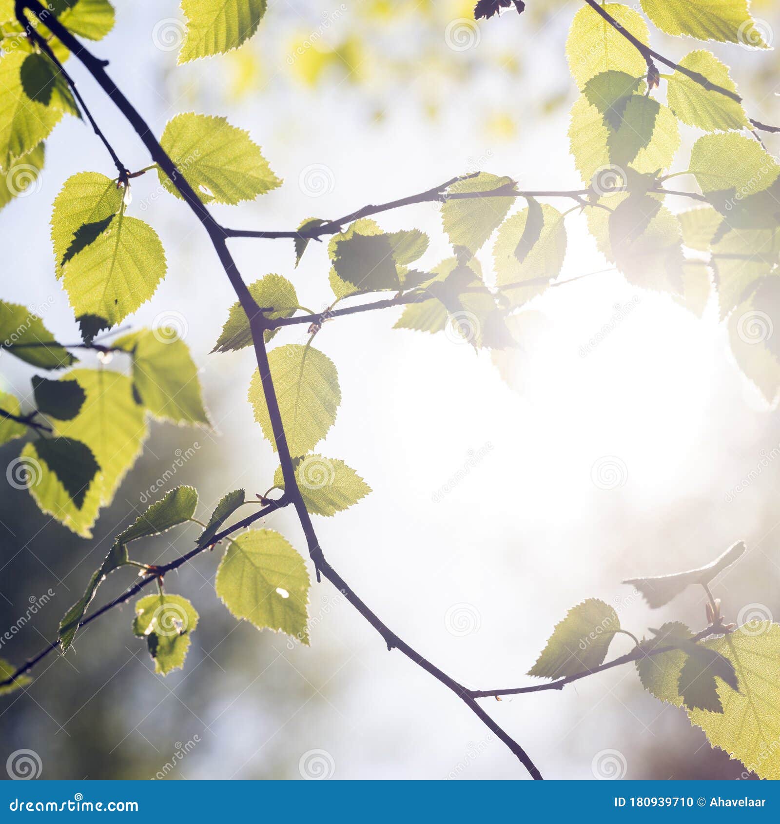 Soft Fresh Green Spring Leaves of Beech Tree in Sunlight Stock Photo ...