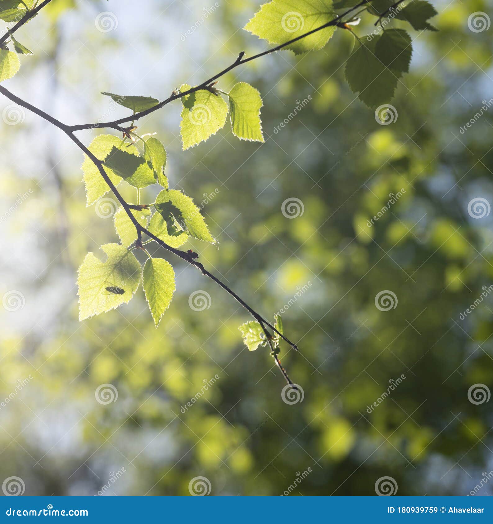 Soft Fresh Green Spring Leaves of Beech Tree in Sunlight Stock Image ...