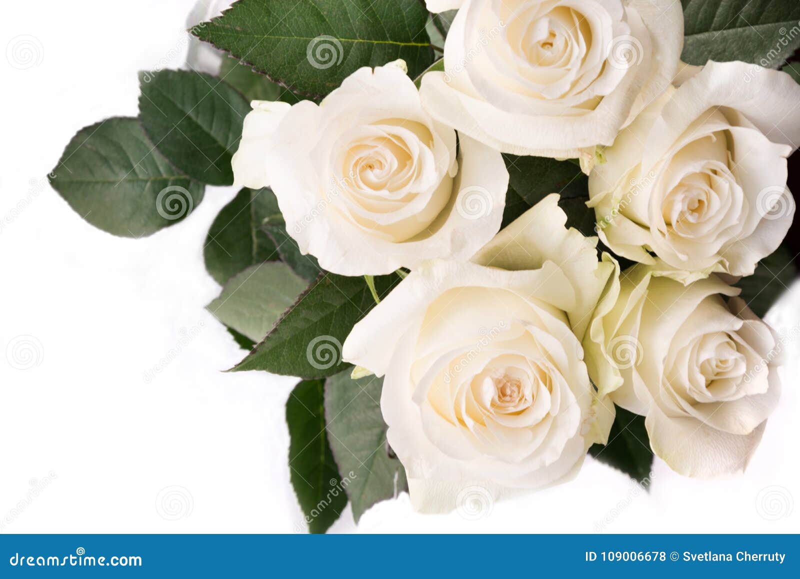 Soft Full Blown Delicate White Roses on a White. Stock Photo - Image of ...