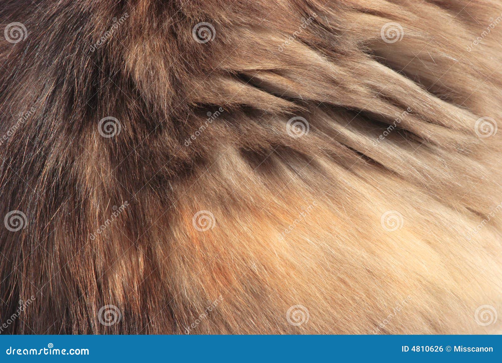 Soft fur texture stock photo. Image of animal, protection - 4810626