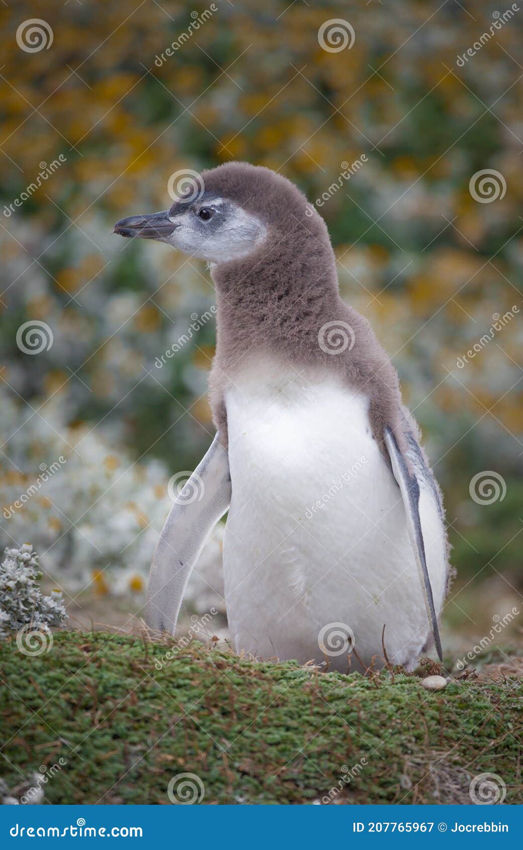 Baby Magellanic Penguin Looking Left Stock Image - Image of antarctic ...