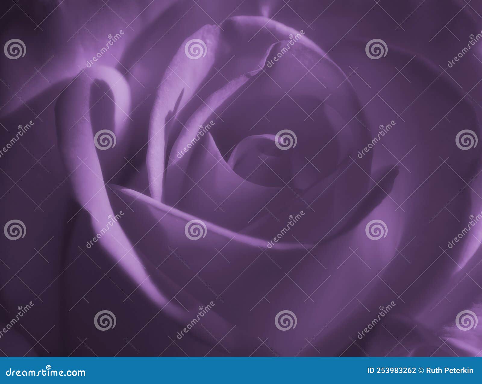 Soft Glow of Violet Single Rose Flower Stock Photo - Image of bloom ...
