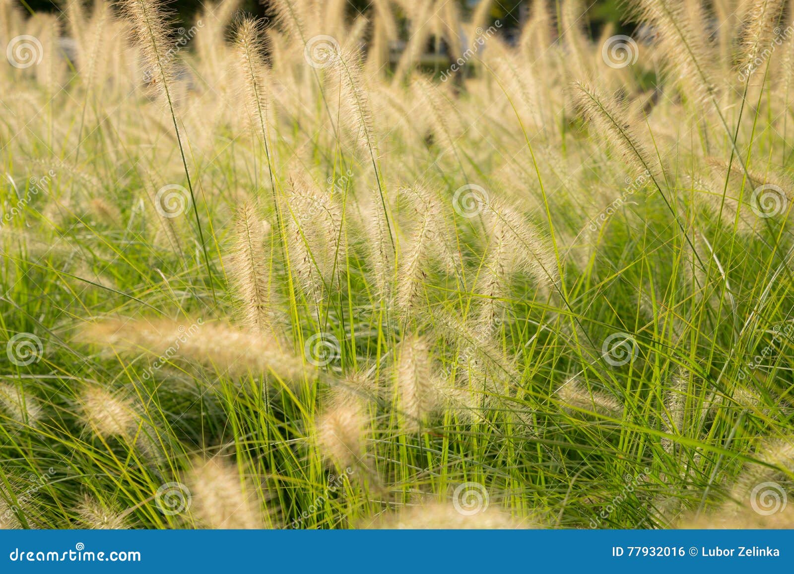 Soft Gold Grass in the Park Stock Photo - Image of leaf, nature: 77932016