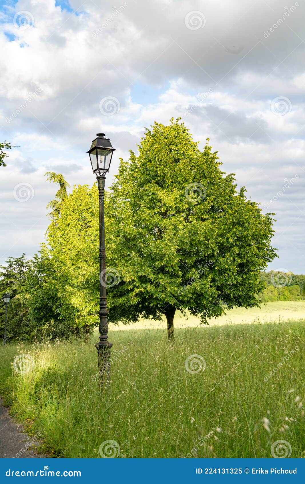 Soft Golden Light at the End of the Day on a Path Decorated with a ...