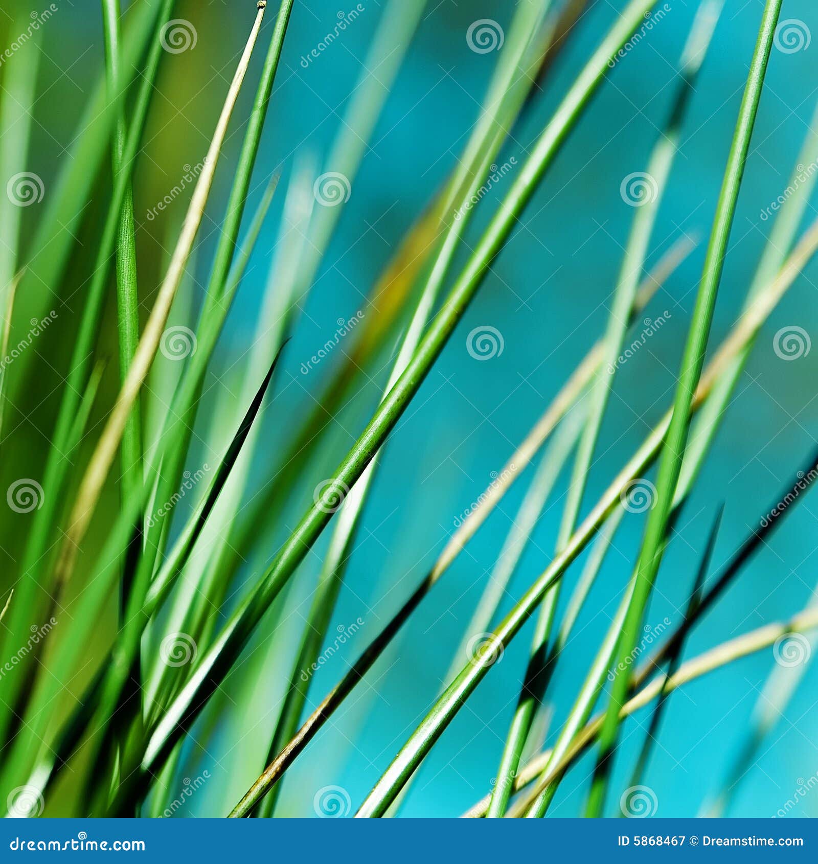 Soft Grass stock image. Image of environmental, flora - 5868467