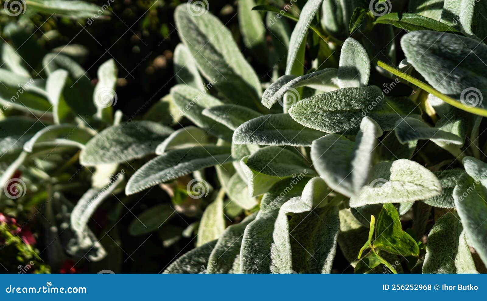 Soft Grass Leves Texture Close Up Stock Photo - Image of botany, season ...