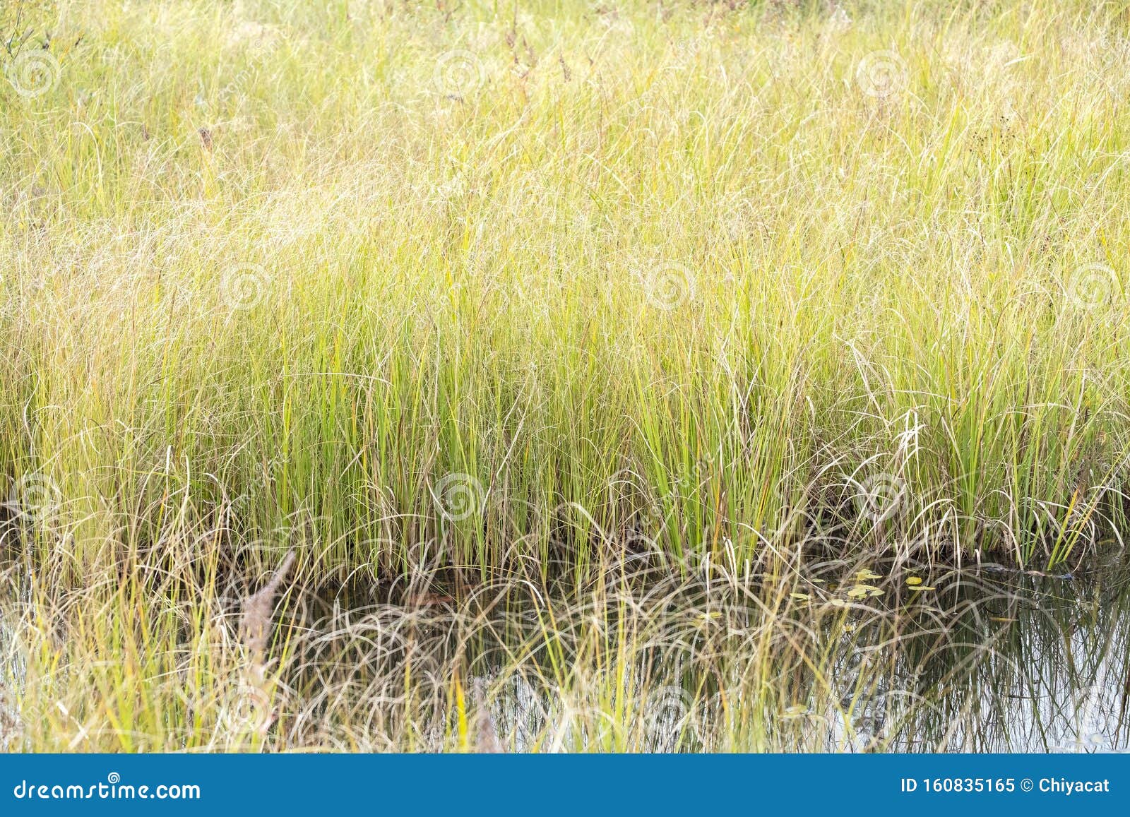 Soft Grass in a Marshy Area #1 Stock Image - Image of area, algonquin ...