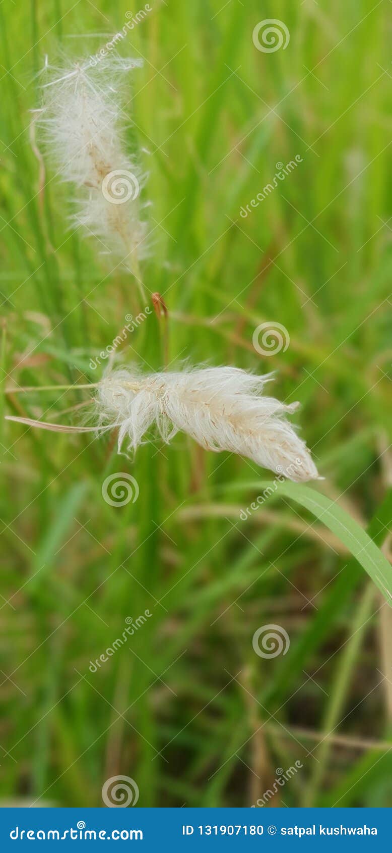 Soft grass nature stock photo. Image of nature, soft - 131907180